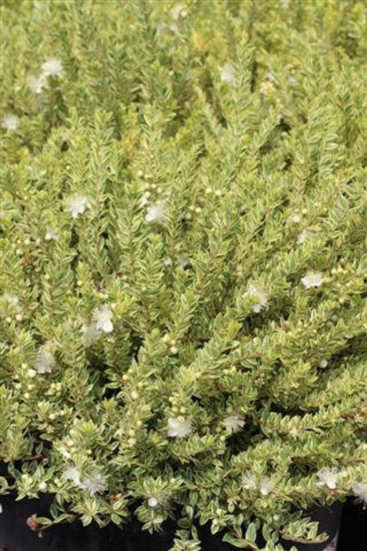 Myrtus communis 'Variegata' - Devil Mountain Wholesale Nursery Myrtus communis 'Variegata' - Devil Mountain Wholesale Nursery